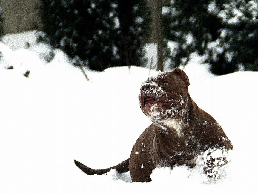 Булли Америкаские