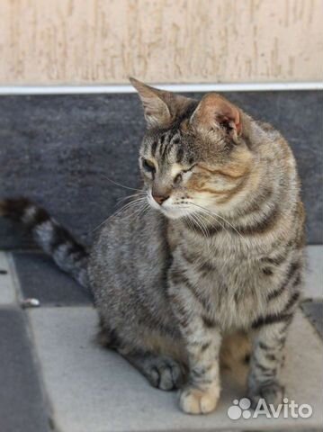 Кошка Марфуша в добрые ручки