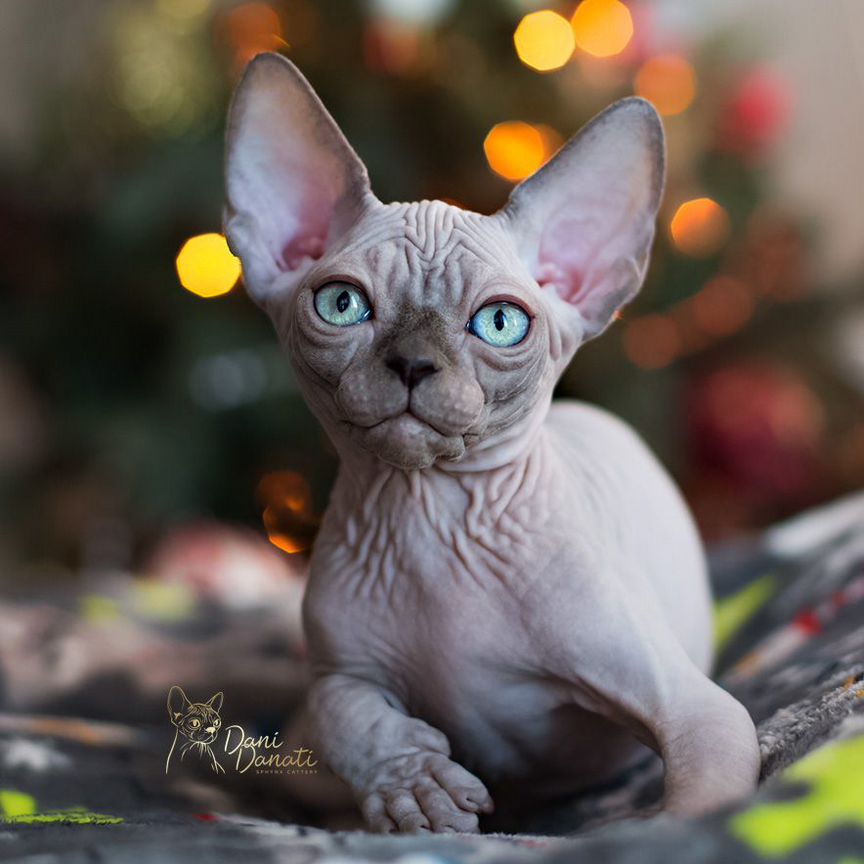 Безумно красивый ребенок Сфинкс