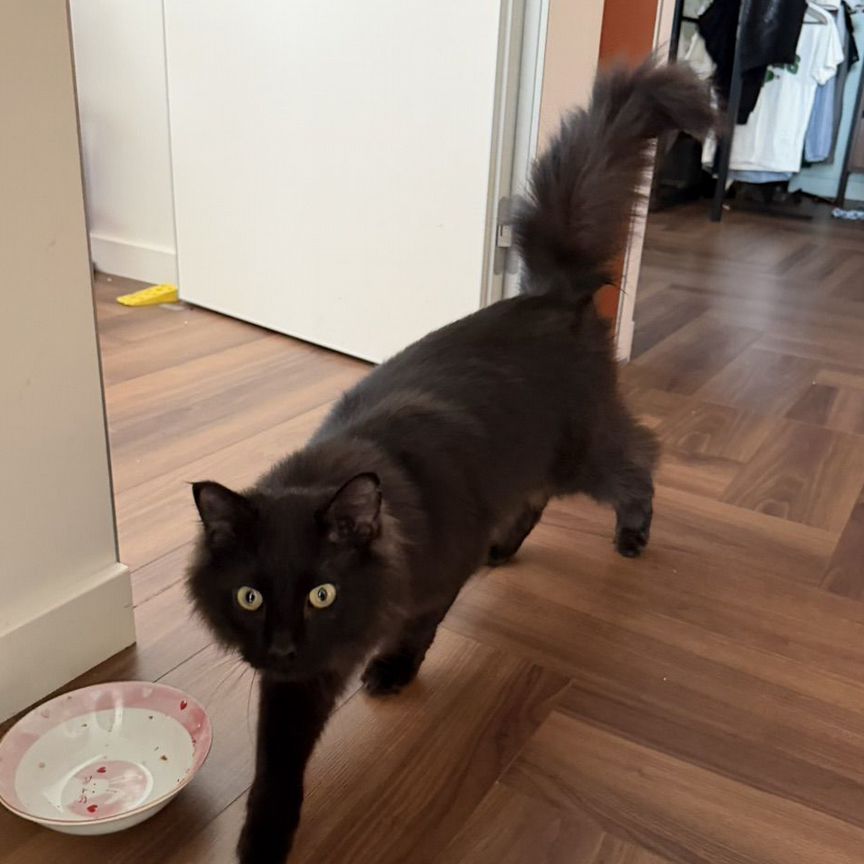 Взрослый кот в добрые руки