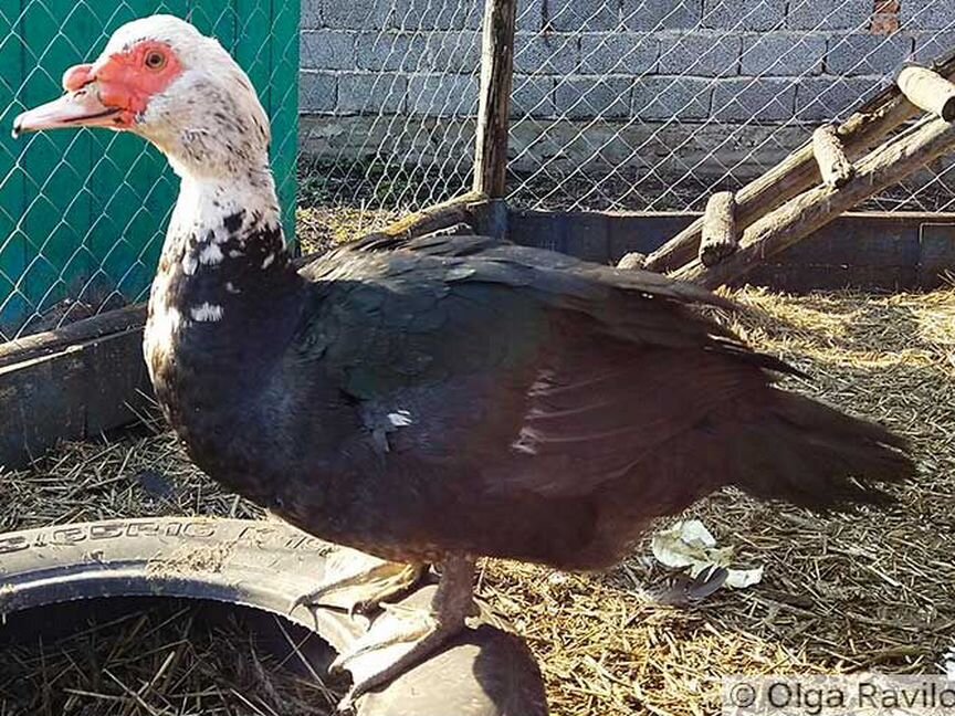 Утки -шипуны