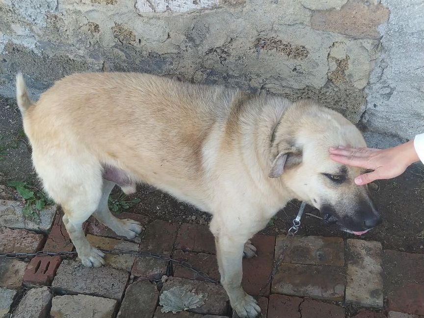 Кангал вязка