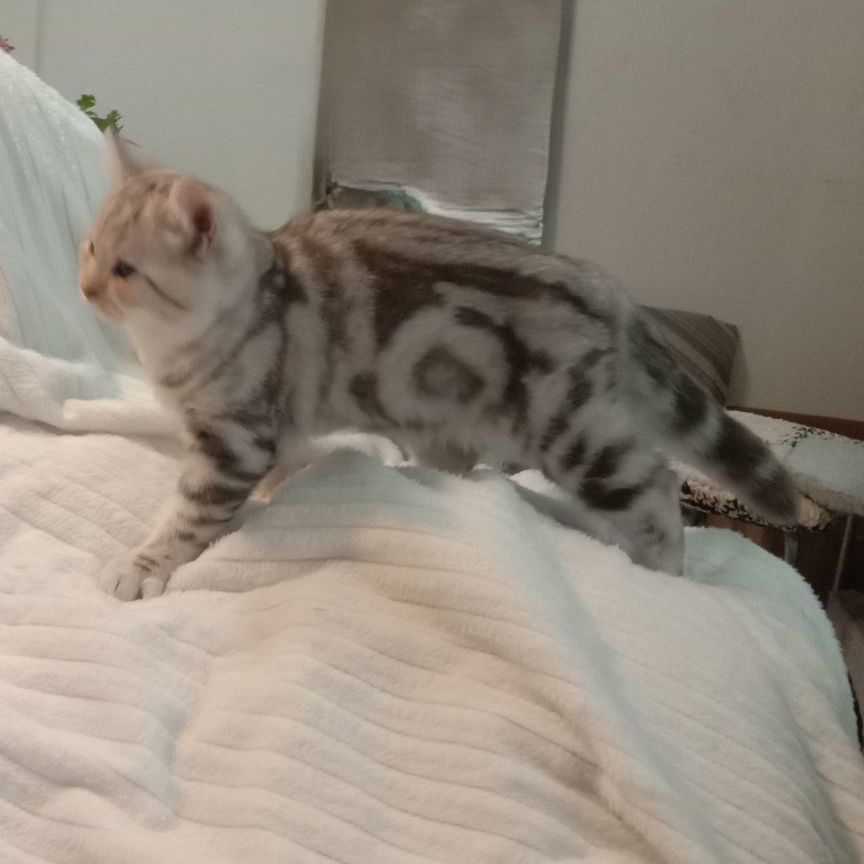 Шотландские мраморные котята