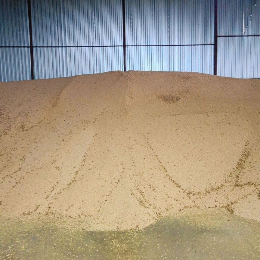 Горох продовой