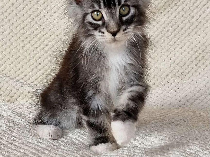 Мейн-кун котик чёрный с серебром, зеленые глаза