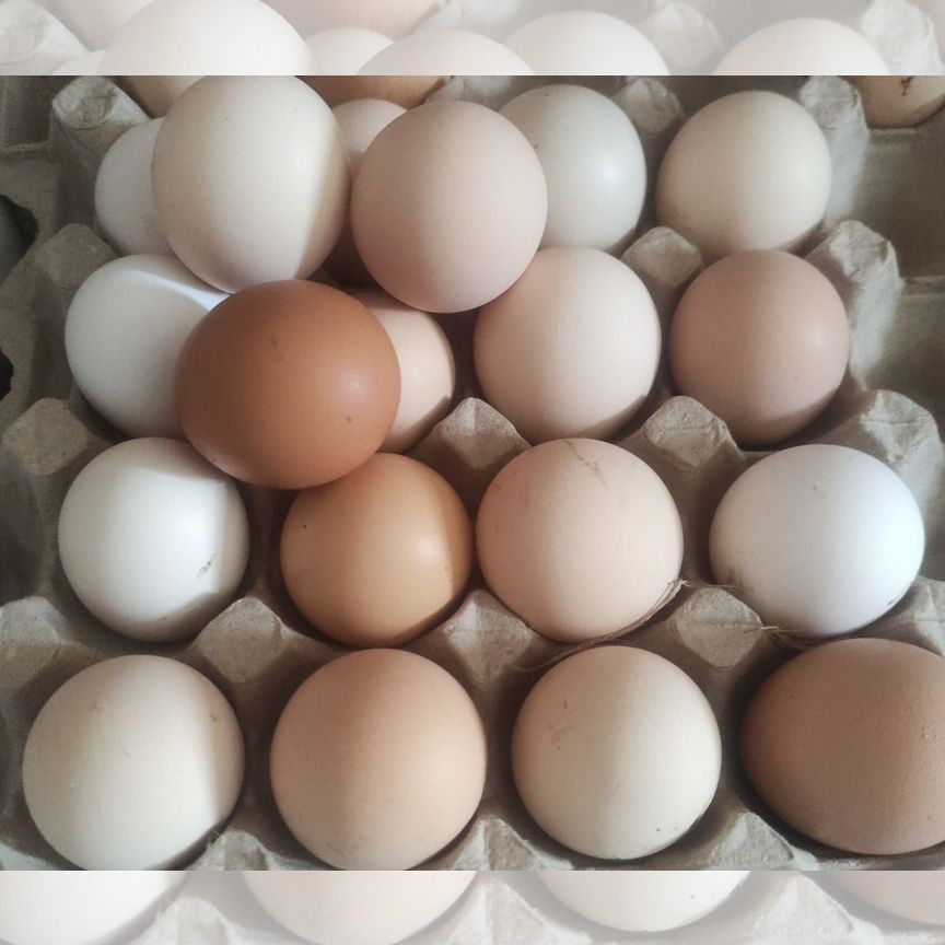 Инкубационное яйцо породных несушек
