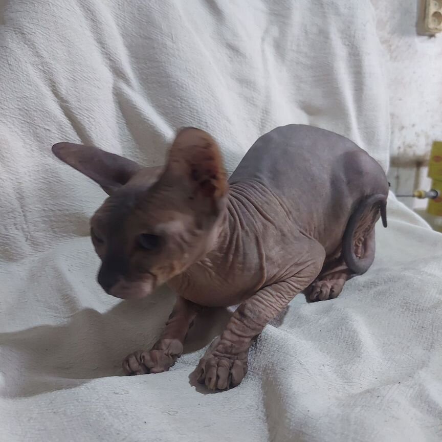 Канадский сфинкс