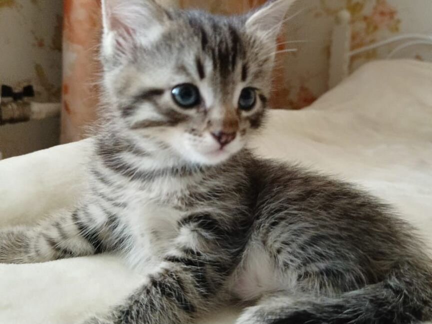 Кошка