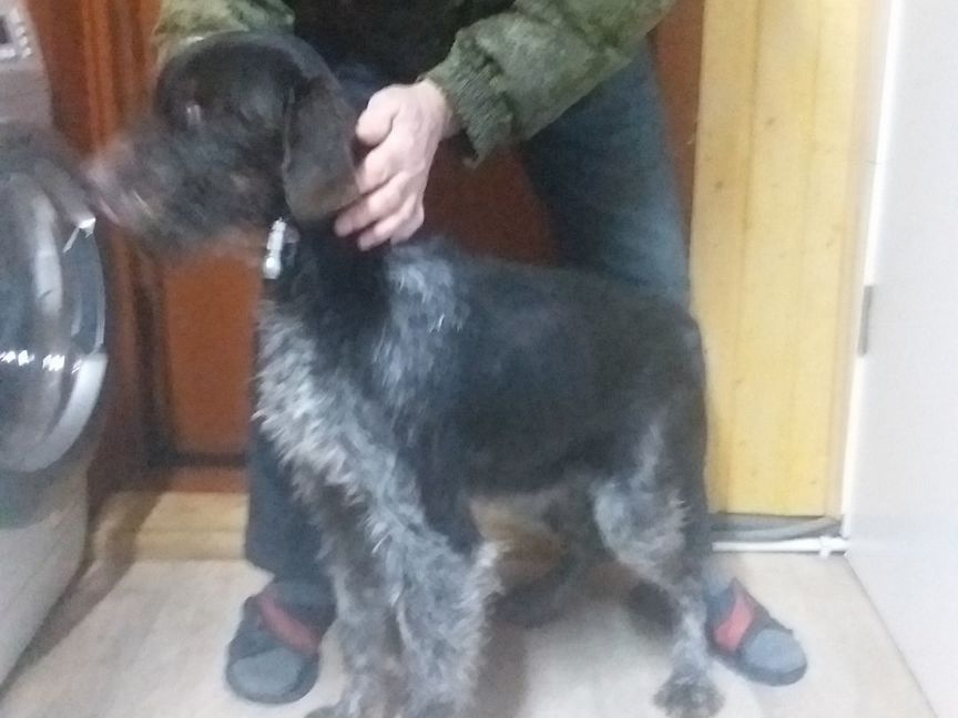 Собака дратхаар