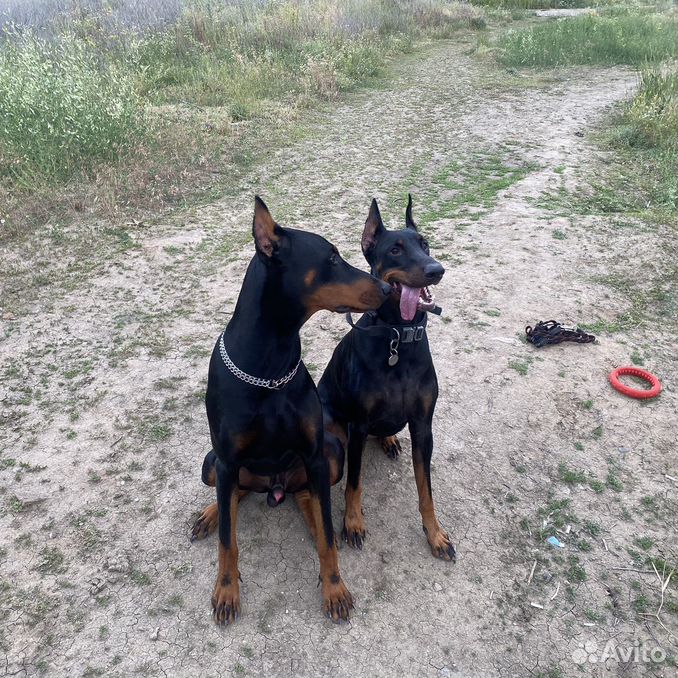 Доберман вязка