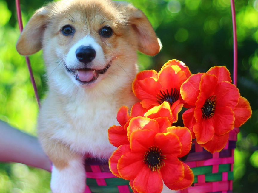 Вельш-корги щенки