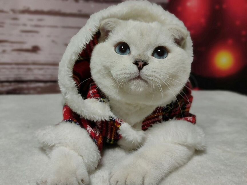 Голубоглазый мальчик скоттиш фолд