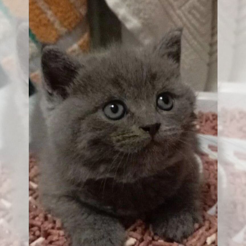 Британский короткошёрстный котёнок