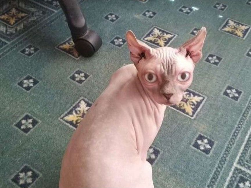 Кошка породы Эльф