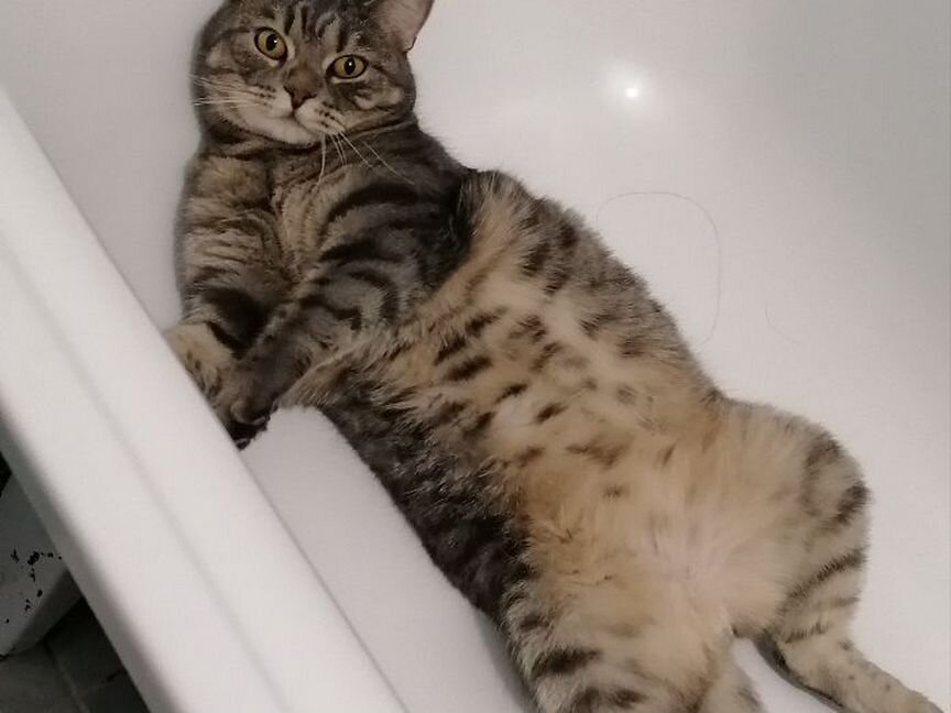 Отдам бесплатно шотландского кота