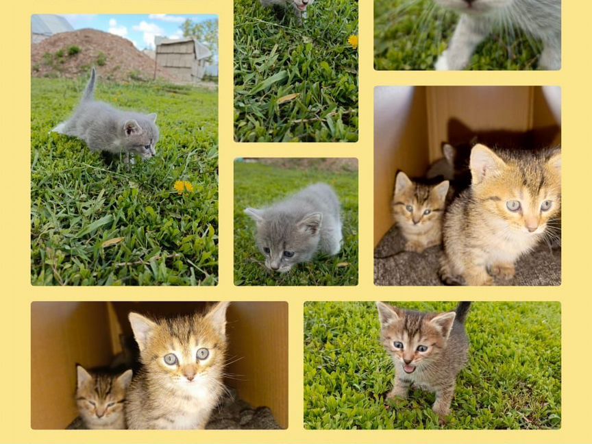 Котята в добрые руки бесплатно