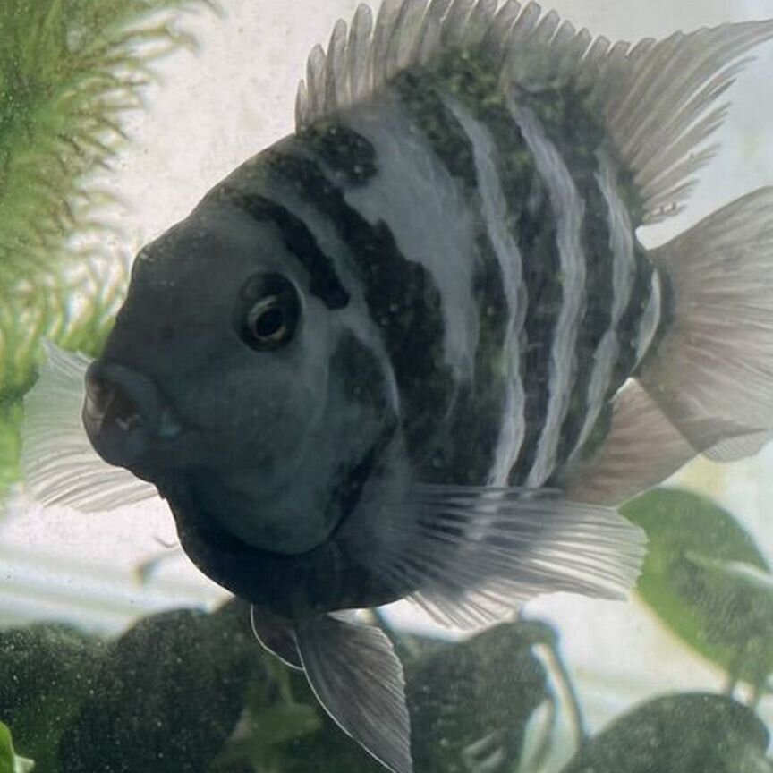 Большая рыба в аквариум (цихлида)