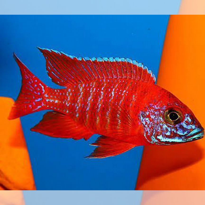 Цихлиды Аулонокара Рубин