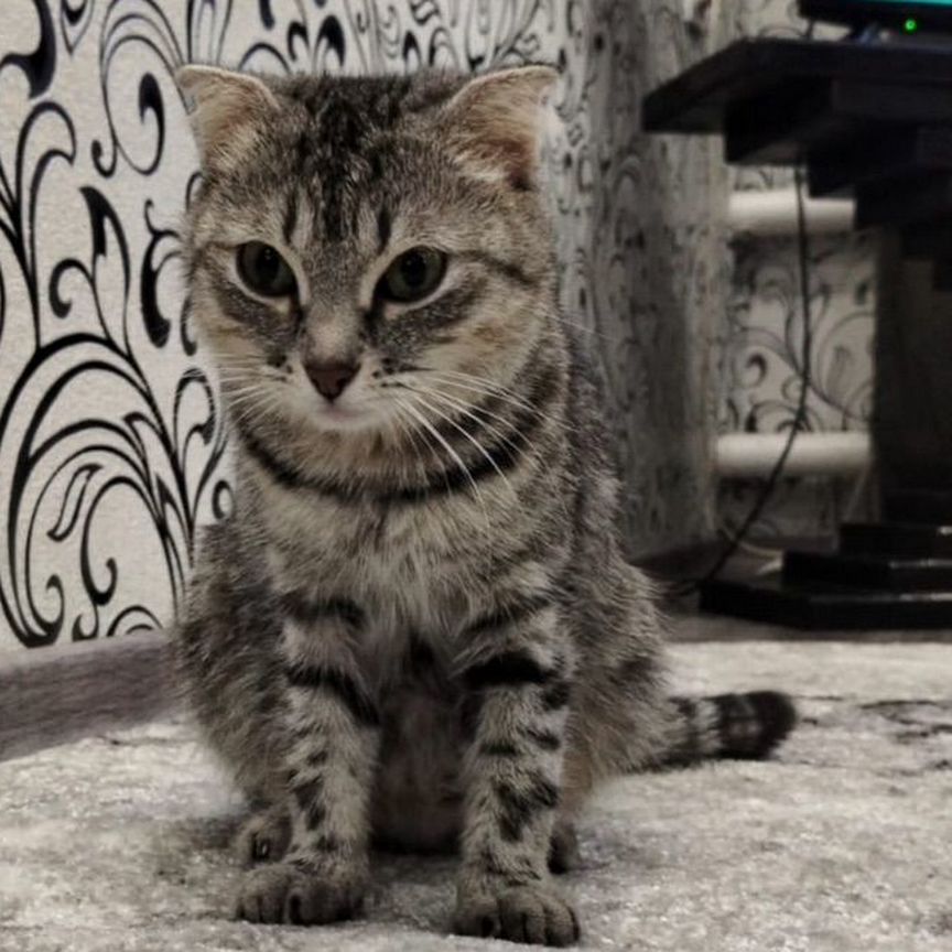Шотладнская кошка