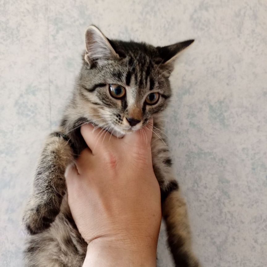 Котенок в любящие надежные руки