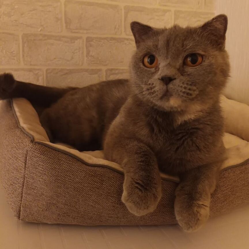 Британская короткошёрстная, взрослая кошка