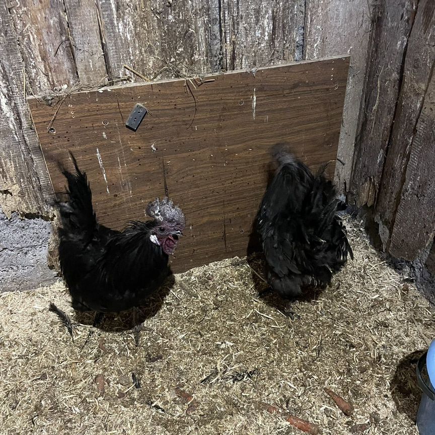 Продам 2 петухов ухейлюй