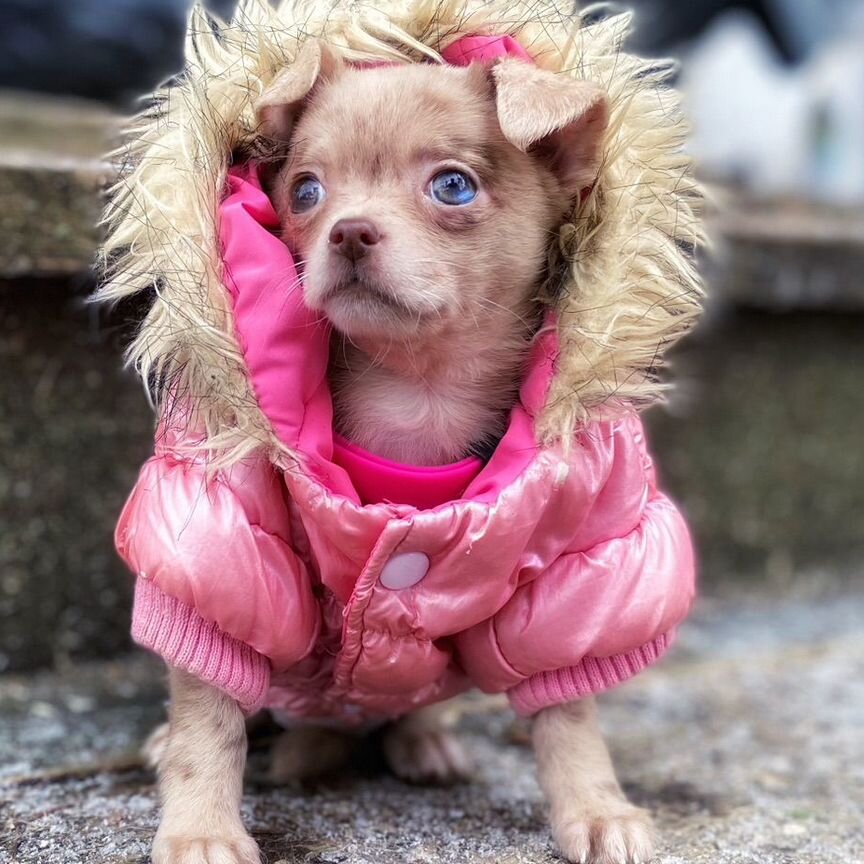 Клюква (шоко-мерль) доставка