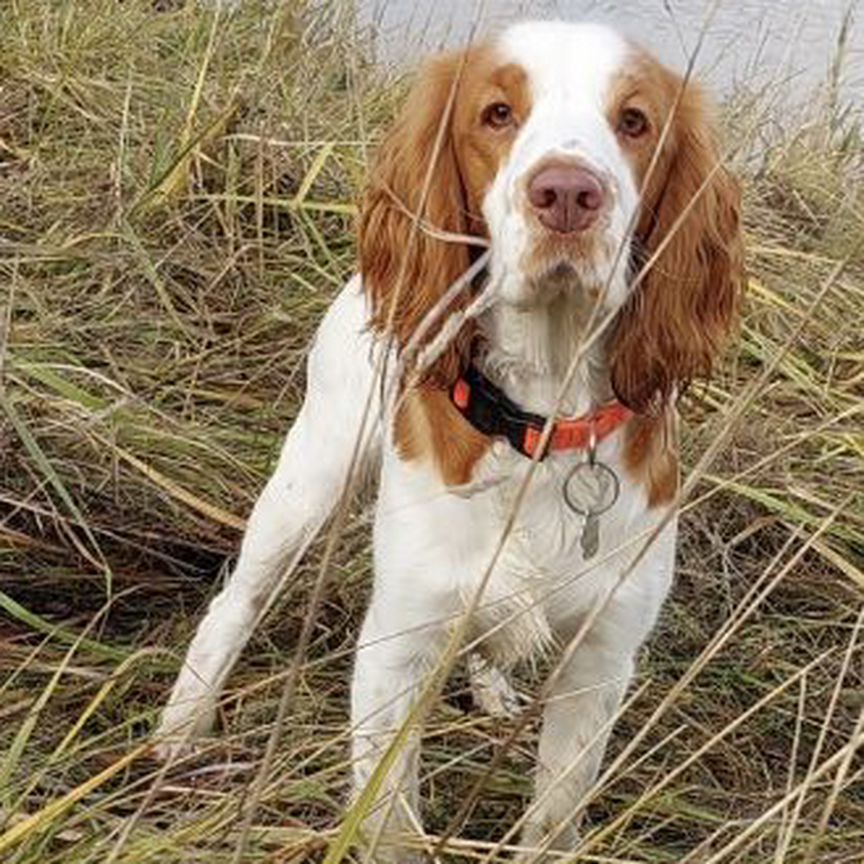 Русский охотничий спаниель, взрослая собака