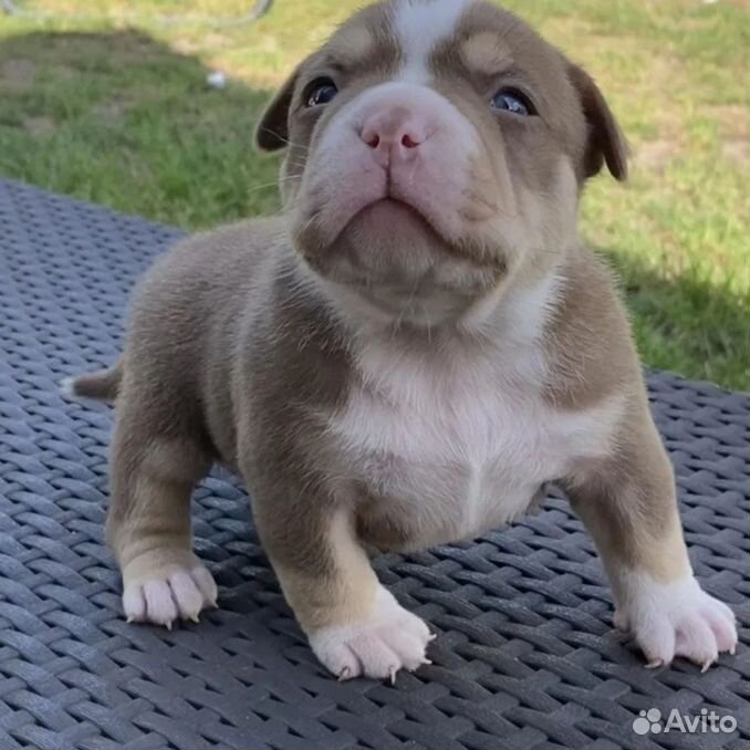 Щенки американского булли покет xl