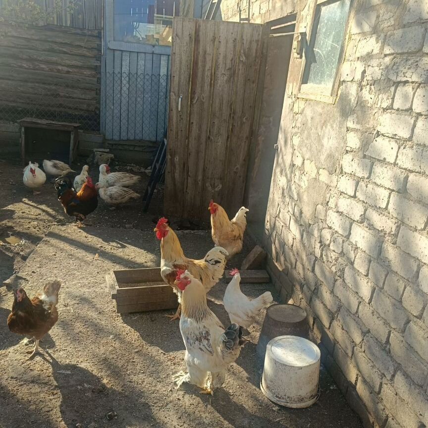 Петух