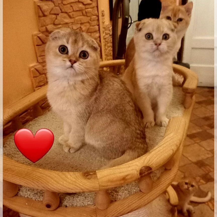 Шотландский вислоухий короткошёрстный котёнок