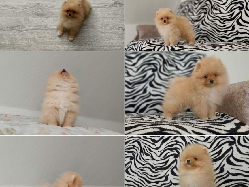 Шпиц мини мишутка