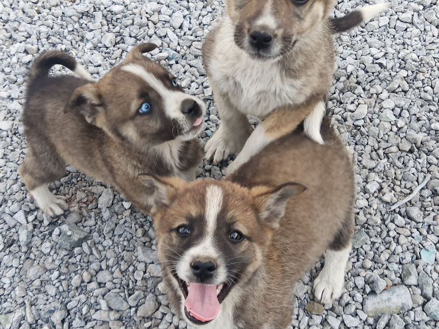 Щенок в добрые руки