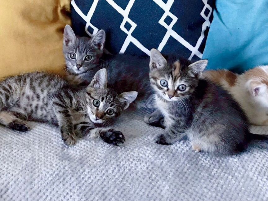 Четыре котенка ищут дом