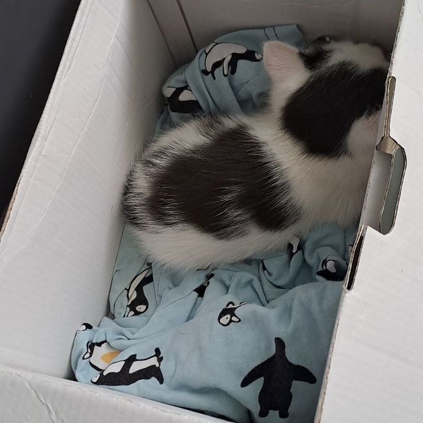 Отдам в добрые руки котенка девочку
