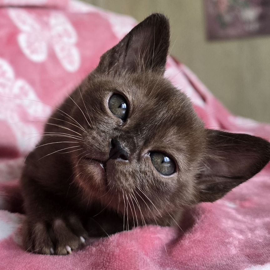 Европейский бурманский котёнок