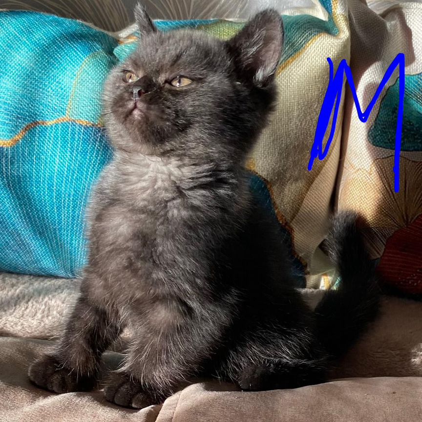 Шотландский вислоухий короткошёрстный котёнок