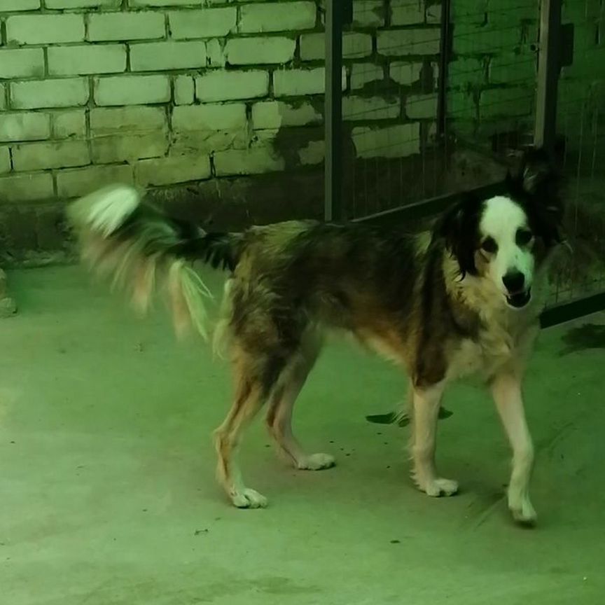 Отдам бесплатно собаку