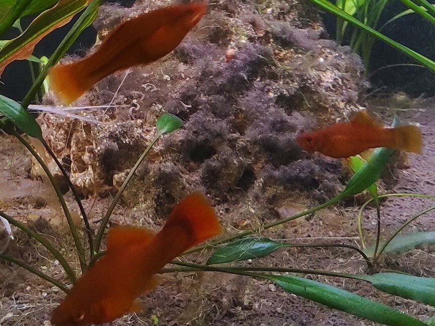 Меченосец Рубин, Гуппи