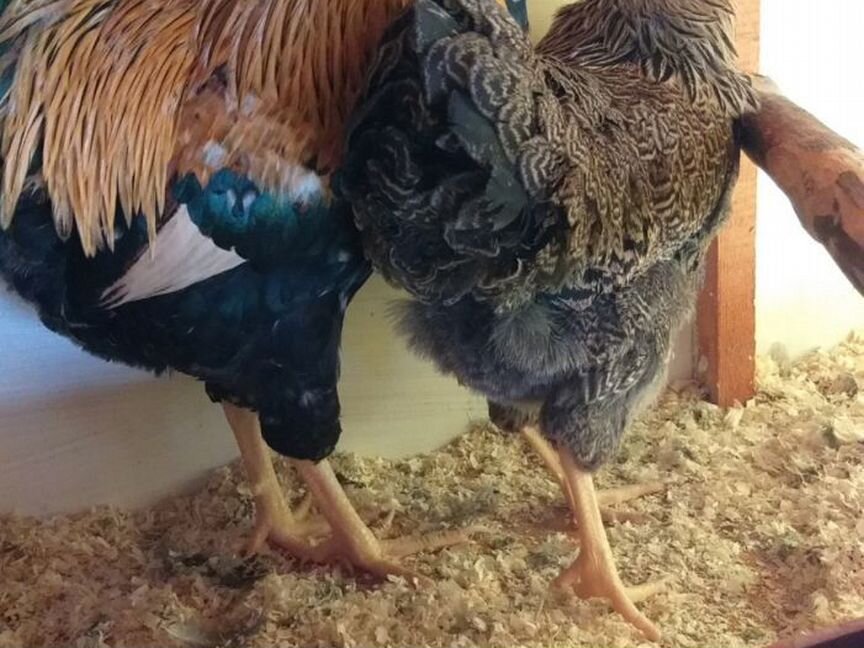 Инкубационное яйцо