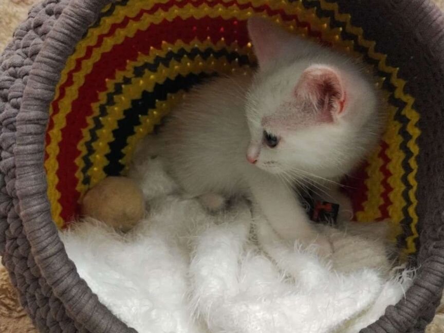 Британский котенок бесплатно