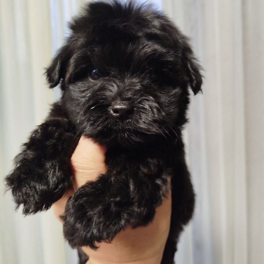 Мальтипу, щенок