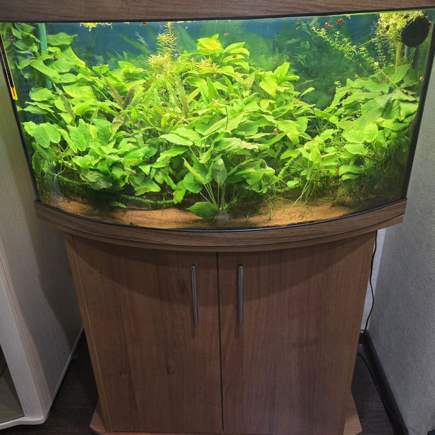 Аквариум панорамный 120 л с тумбой