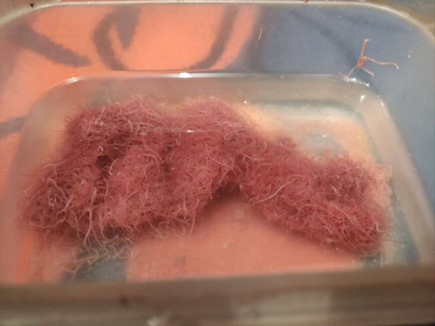 Израильский трубочник