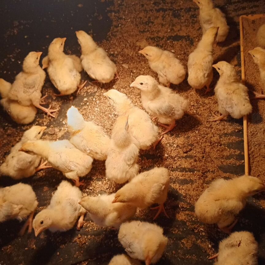 Цыплята Загорская лососевая