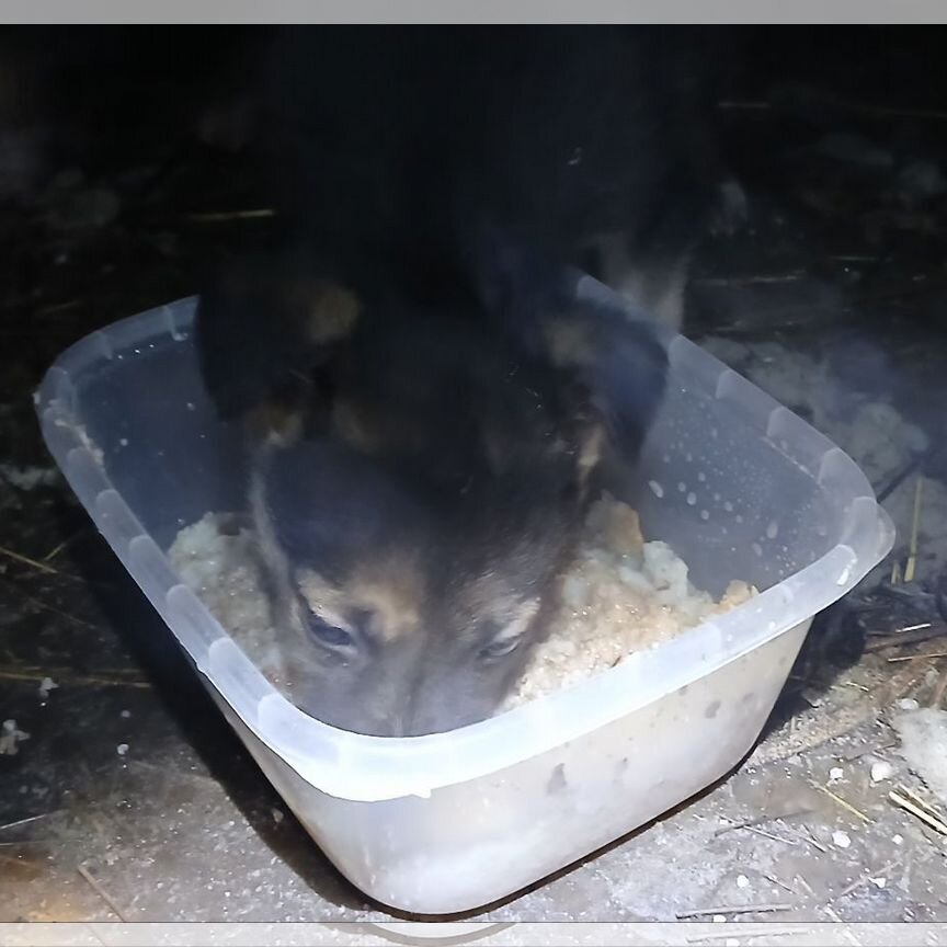 Щенок в добрые руки