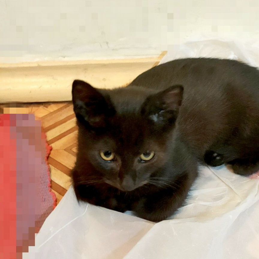 Котенок 3 месяца
