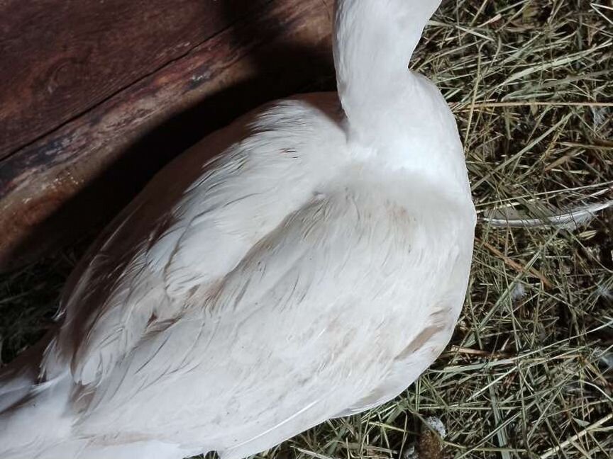 Индоутки тяжелой немецкой линии