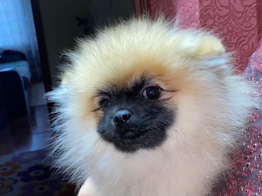 Идеальный пацан