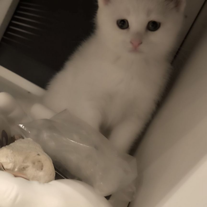 Котёнок от частного владельца